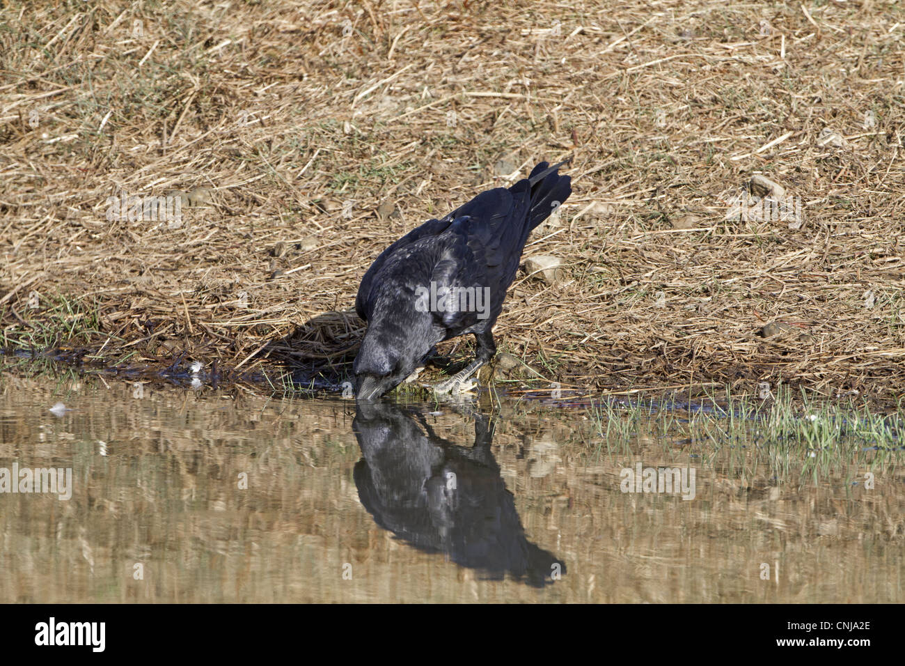 Drinking raven drink hi-res stock photography and images - Alamy