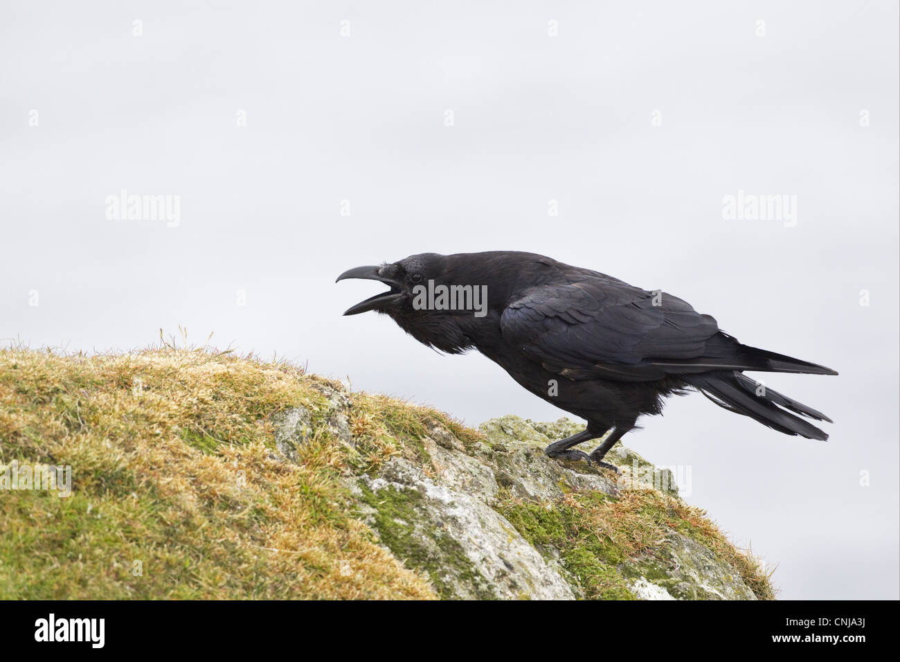 Shetland islands scotland raven hi-res stock photography and images - Alamy