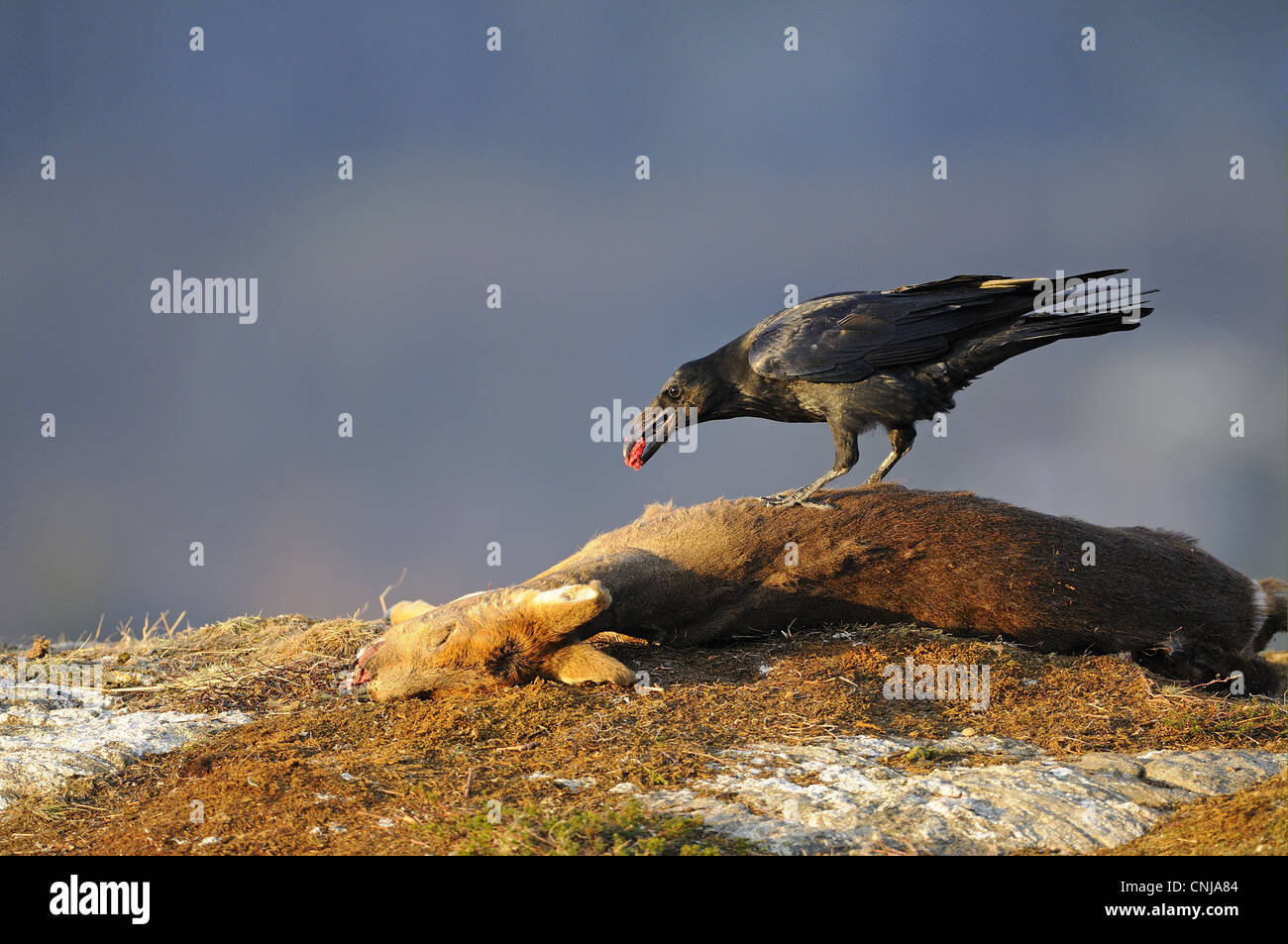 Common Raven (Corvus corax) adult, feeding, scavenging on Western Roe ...
