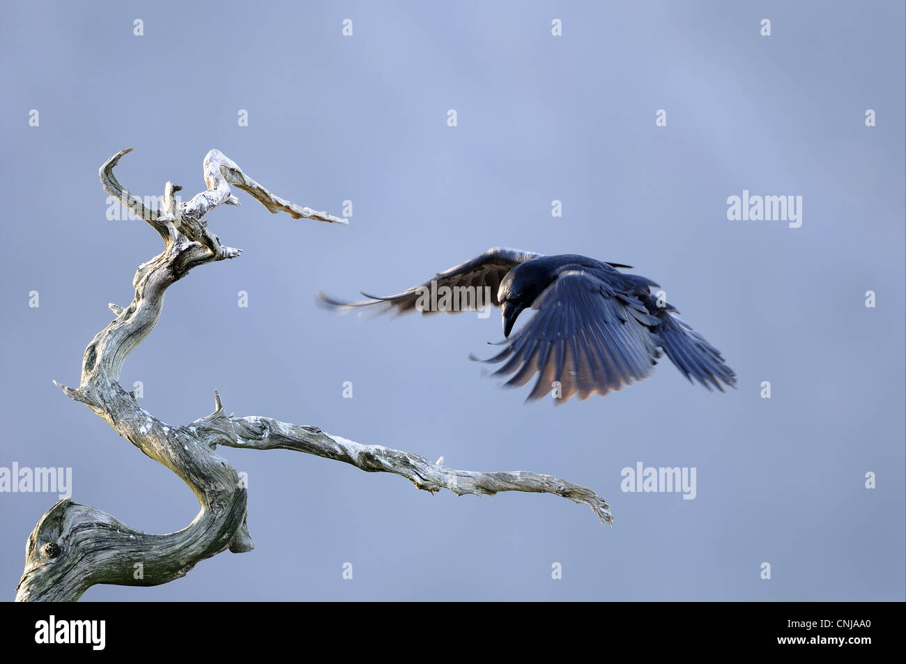 Common Raven (Corvus corax) adult, in flight, landing on dead tree ...