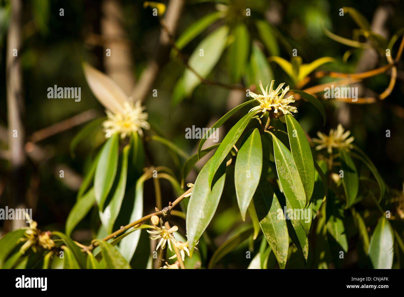 Illicium simonsii in flower Stock Photo - Alamy