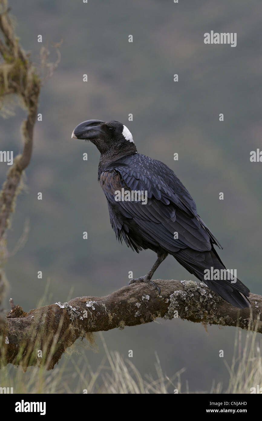 Ravens perched on branch hi-res stock photography and images - Alamy