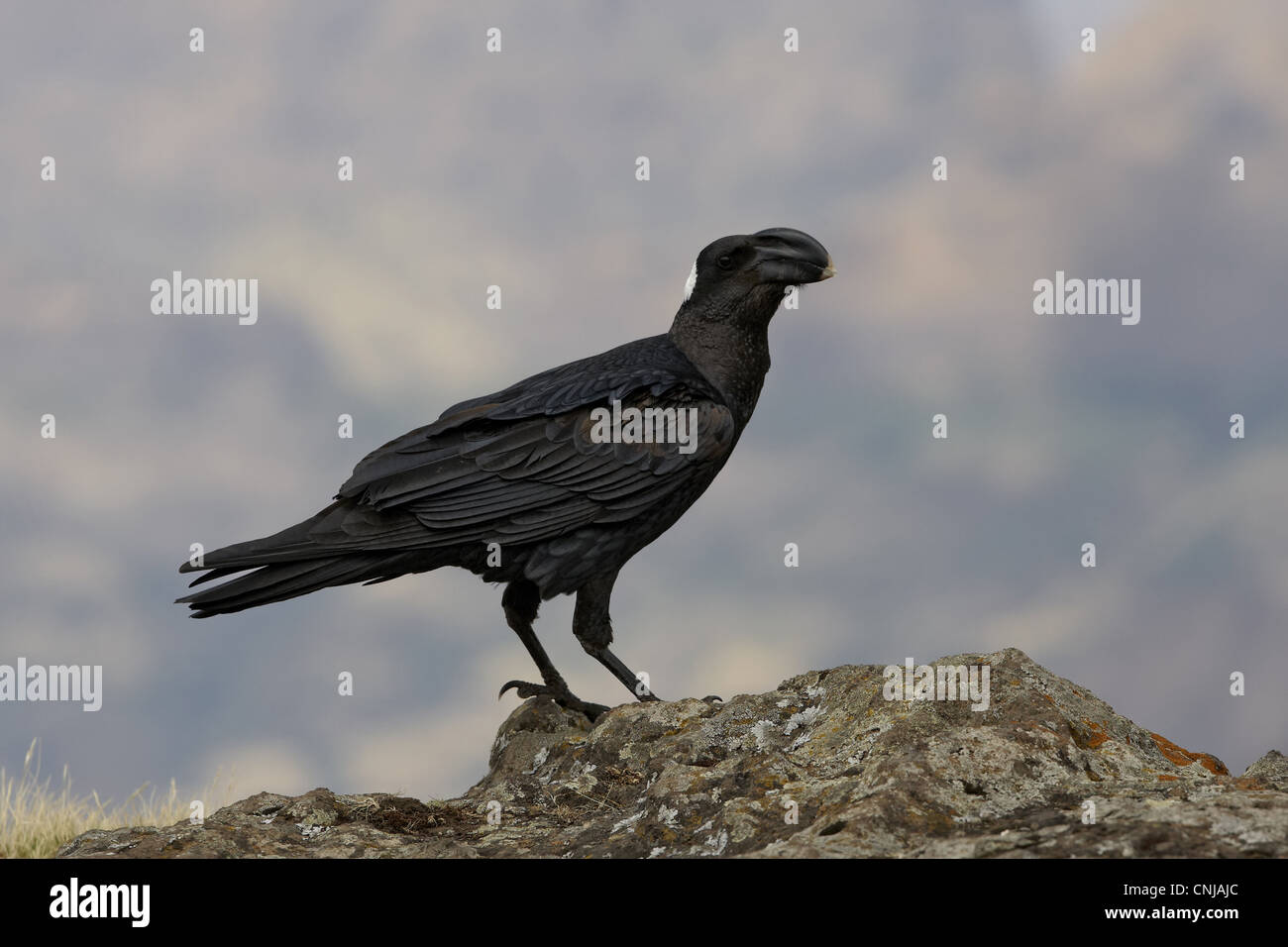 Thick-billed Raven (Corvus crassirostris) adult, standing on rock ...