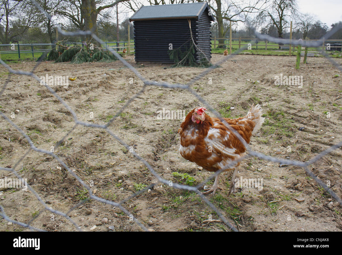 Domestic Chicken, hen, standing in run with coop behind chicken-wire ...