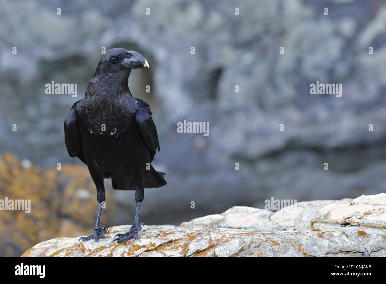 African white necked raven hi-res stock photography and images - Alamy