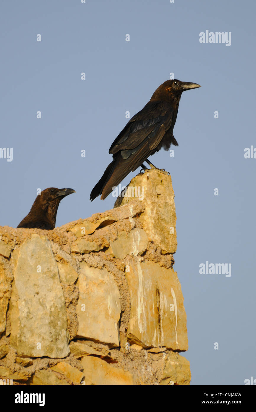 Brown-necked Raven (Corvus ruficollis) two adults, perched on wall in ...
