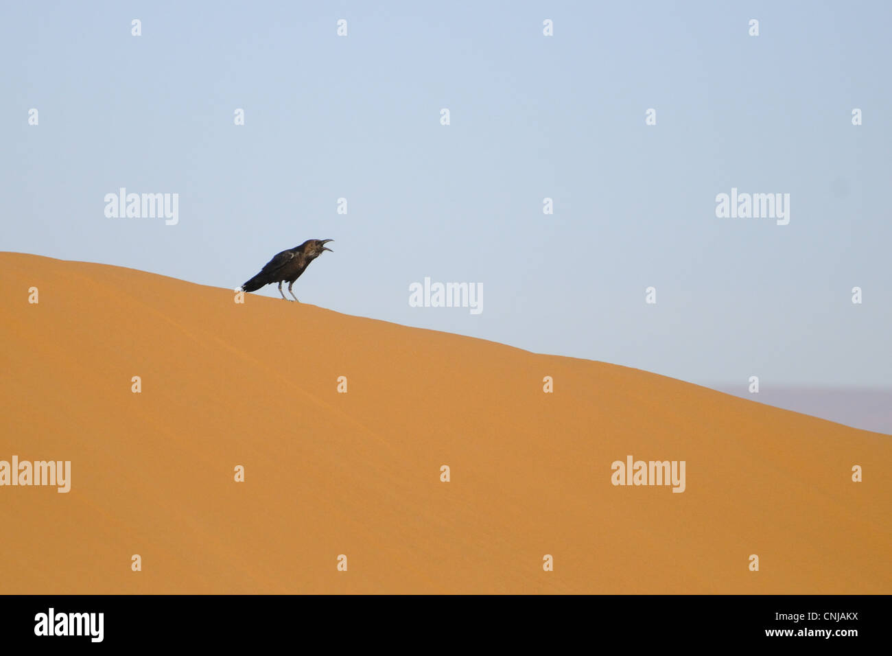 Brown-necked Raven (Corvus ruficollis) adult, calling, standing on ...