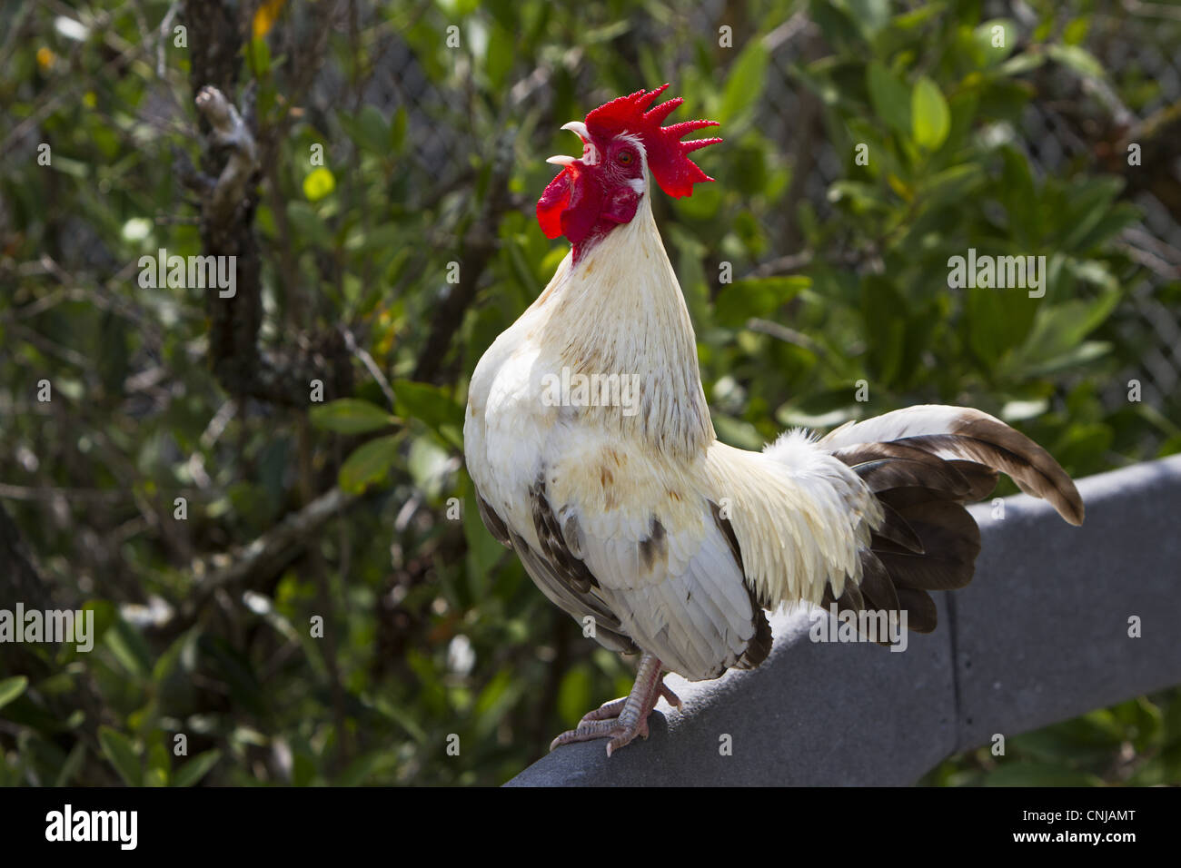Domestic Chicken, cockerel, crowing, standing on railing, Florida, U.S ...