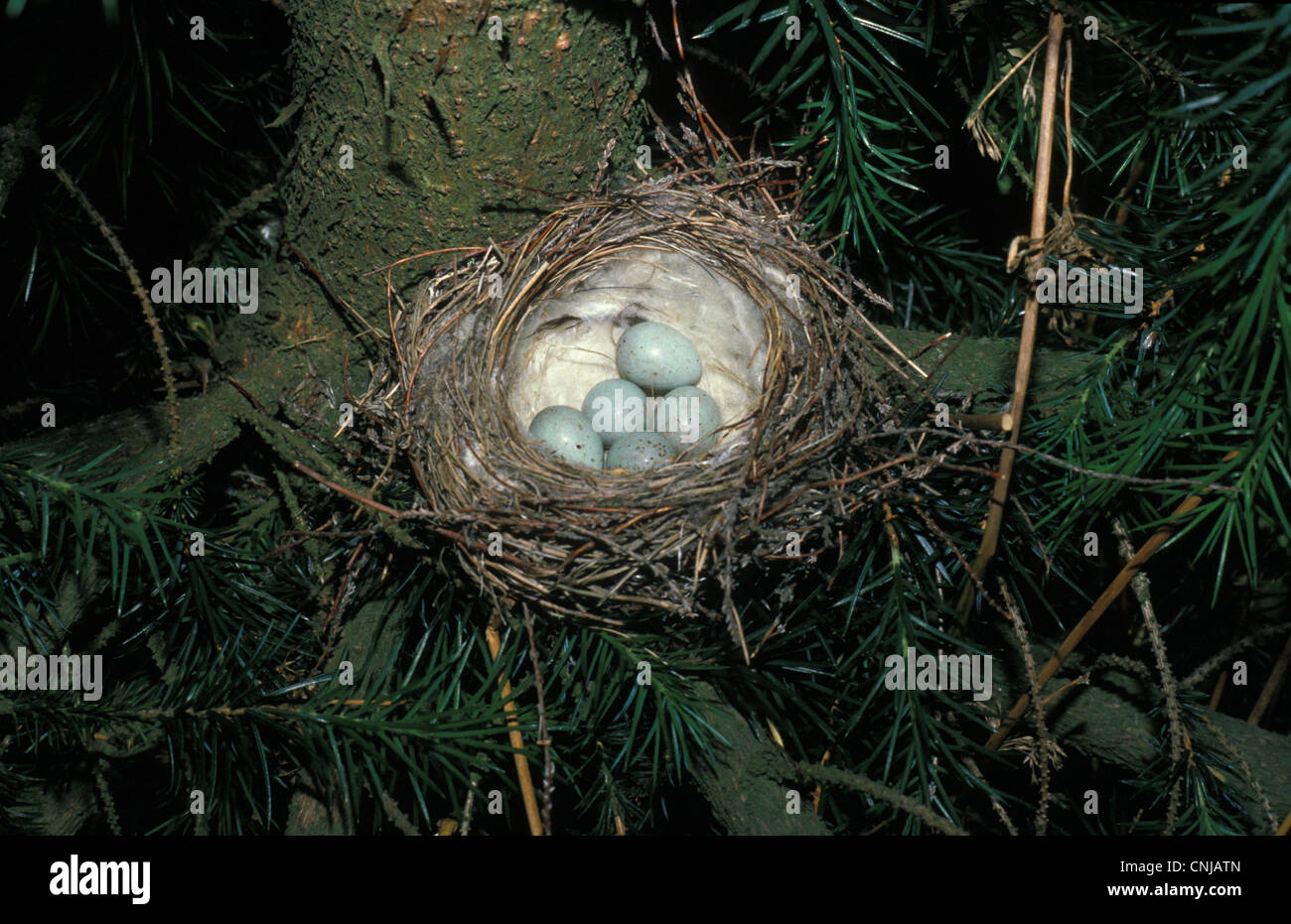 Redpoll nest hi-res stock photography and images - Alamy