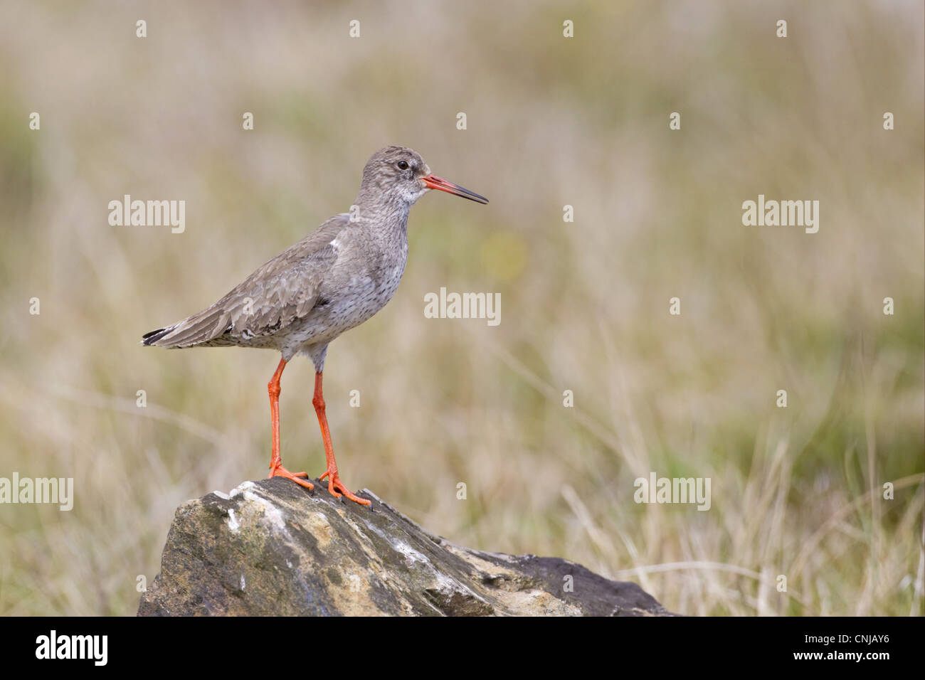 Redshanks on rocks hi-res stock photography and images - Alamy