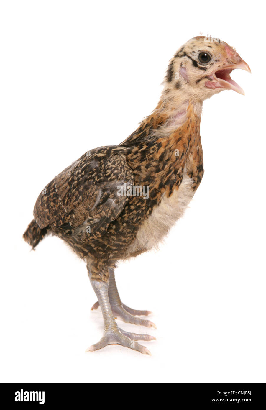 Domestic Chicken, Pekin Bantam, chick, with beak open, standing Stock ...