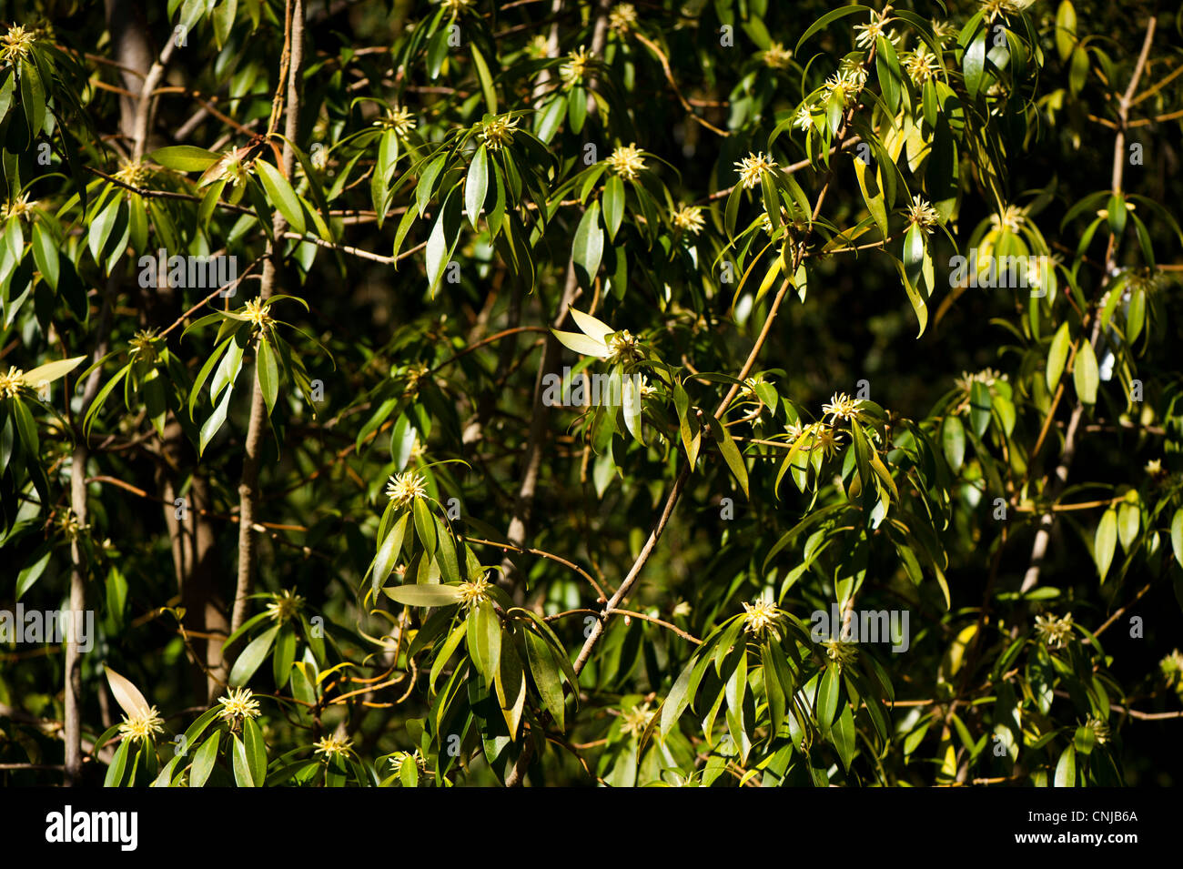 Illiceaceae hi-res stock photography and images - Alamy
