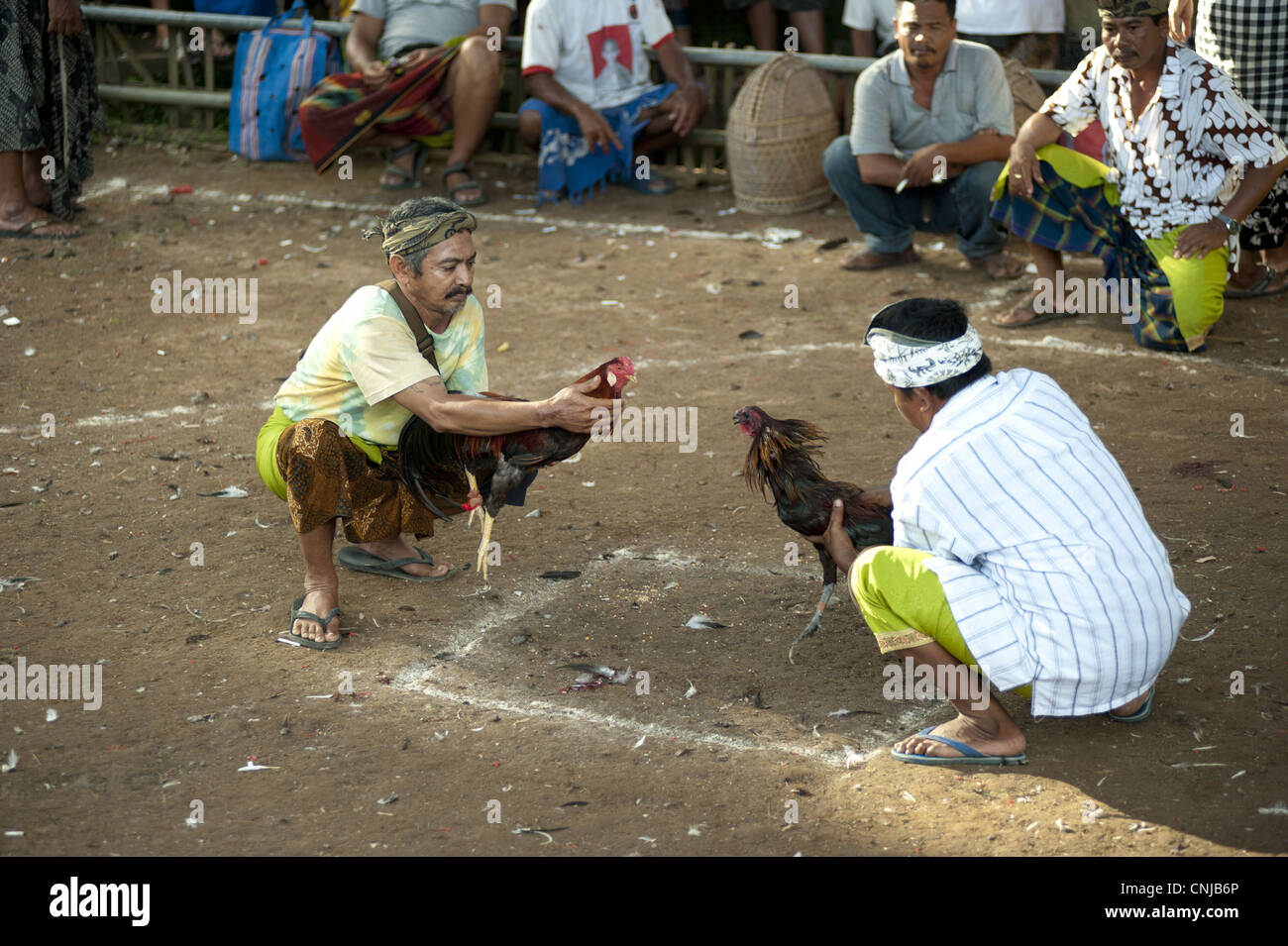 Domestic Chicken Gamecock fighting cocks held by owners prior fight ...