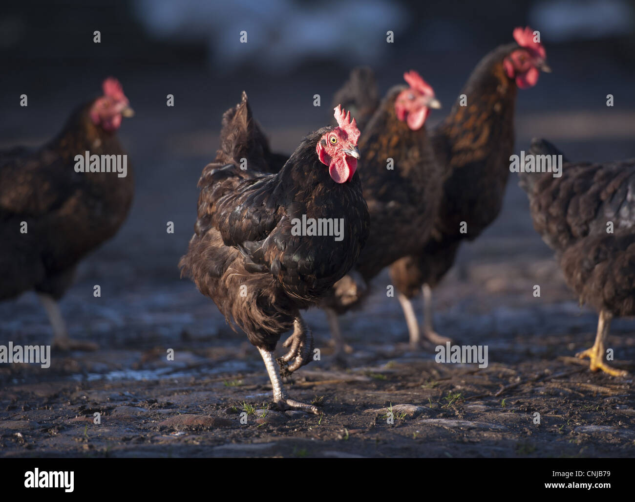 Domestic Chicken, Black Rock hens, standing in farmyard, Chipping ...
