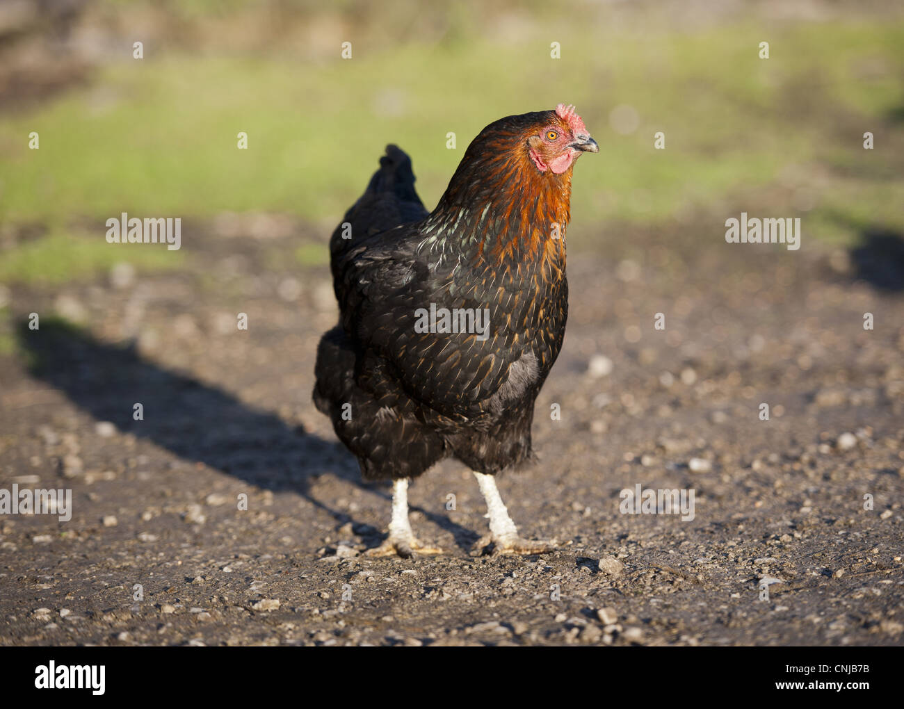 Black rock range hi-res stock photography and images - Alamy