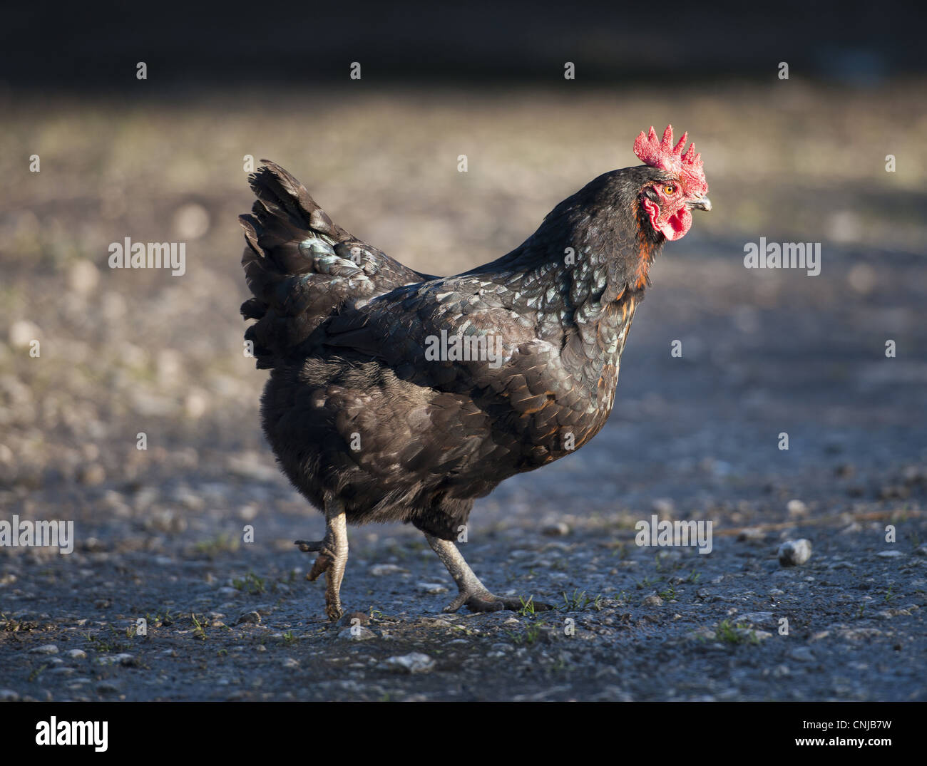 Farmyard fowls hi-res stock photography and images - Alamy