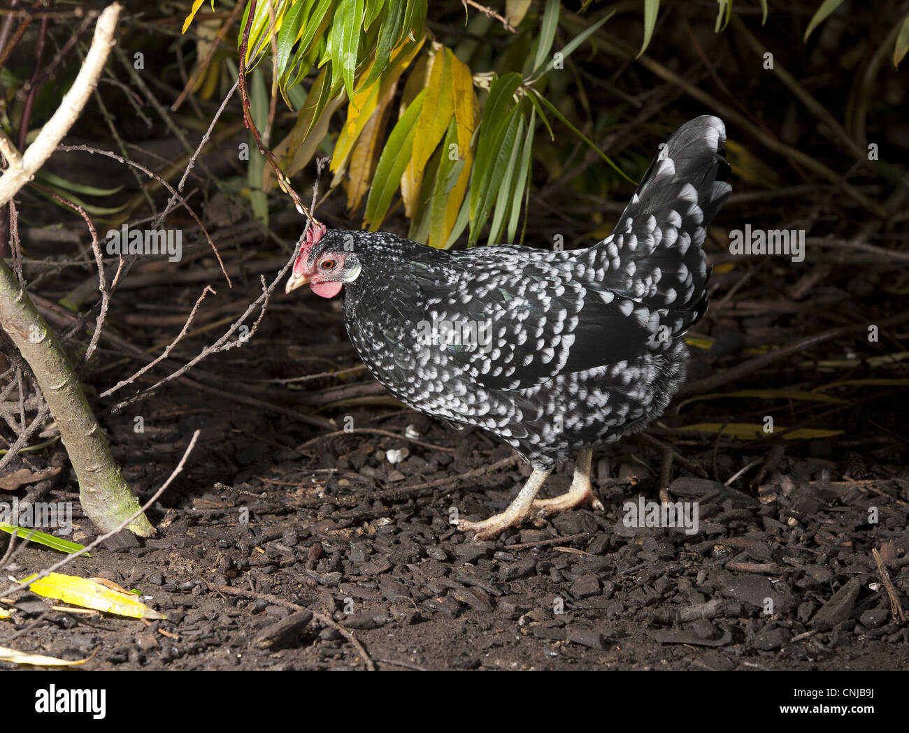 Ancona hen hi-res stock photography and images - Alamy