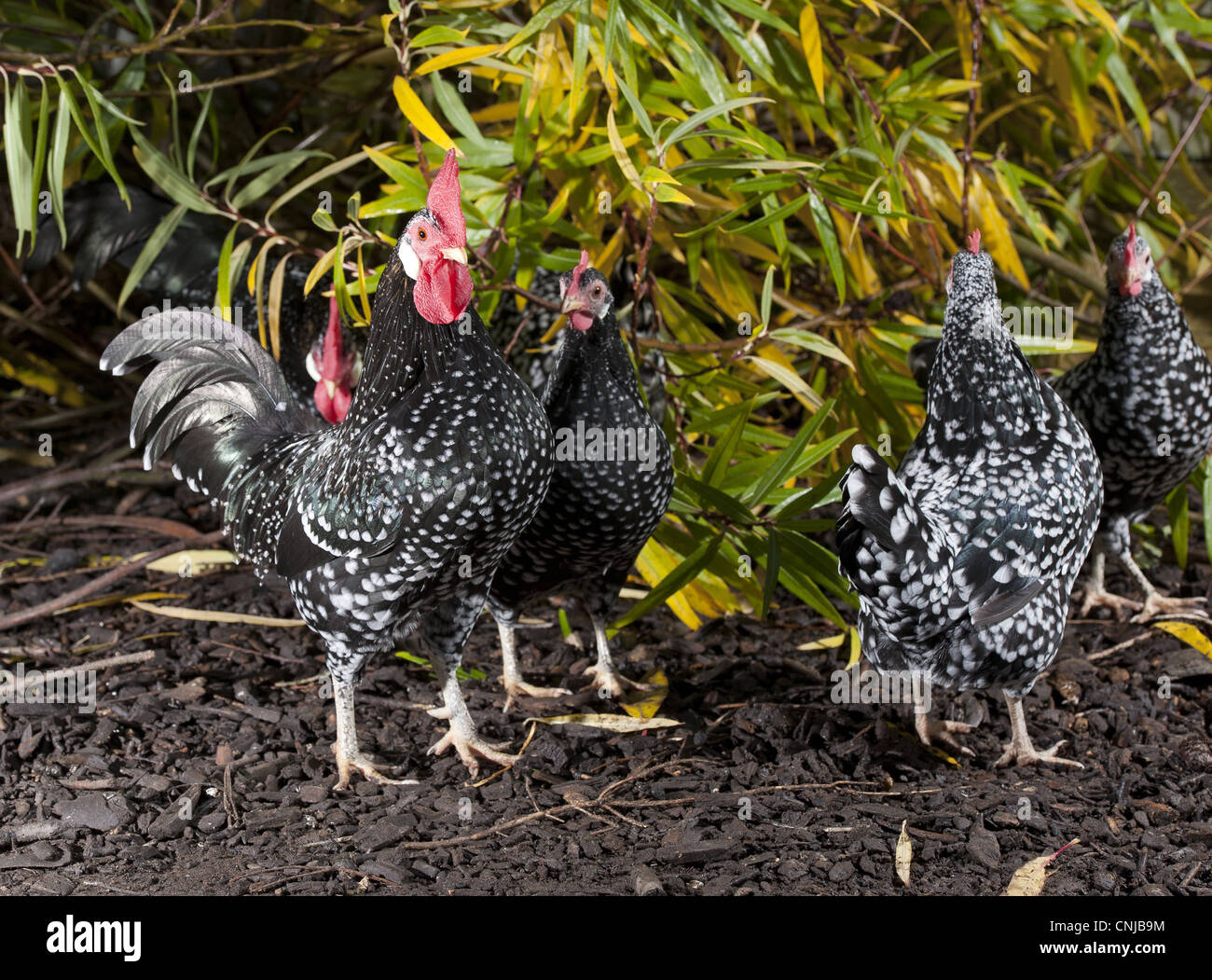 Domestic Chicken, Ancona cockerels and hens, standing, Whitewell ...