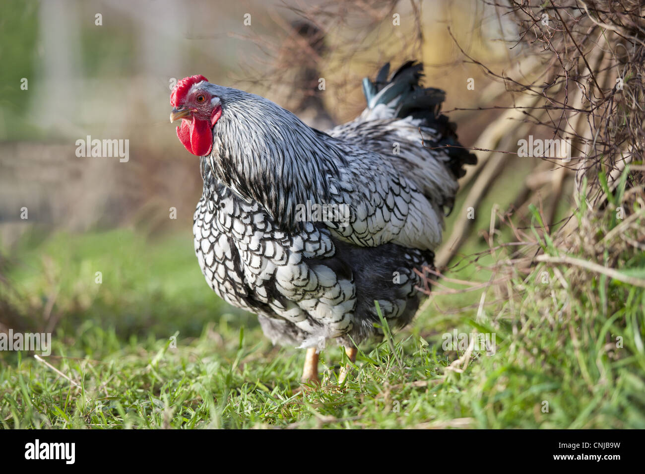 Domestic Chicken, Silver-laced Wyandotte bantam cockerel, standing on ...