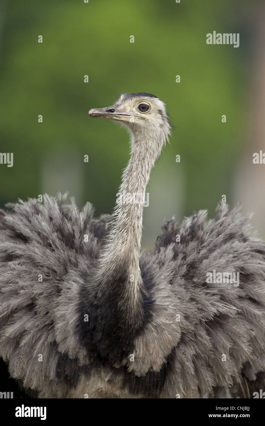 Greater Rhea (Rhea americana) adult, close-up of head and neck ...