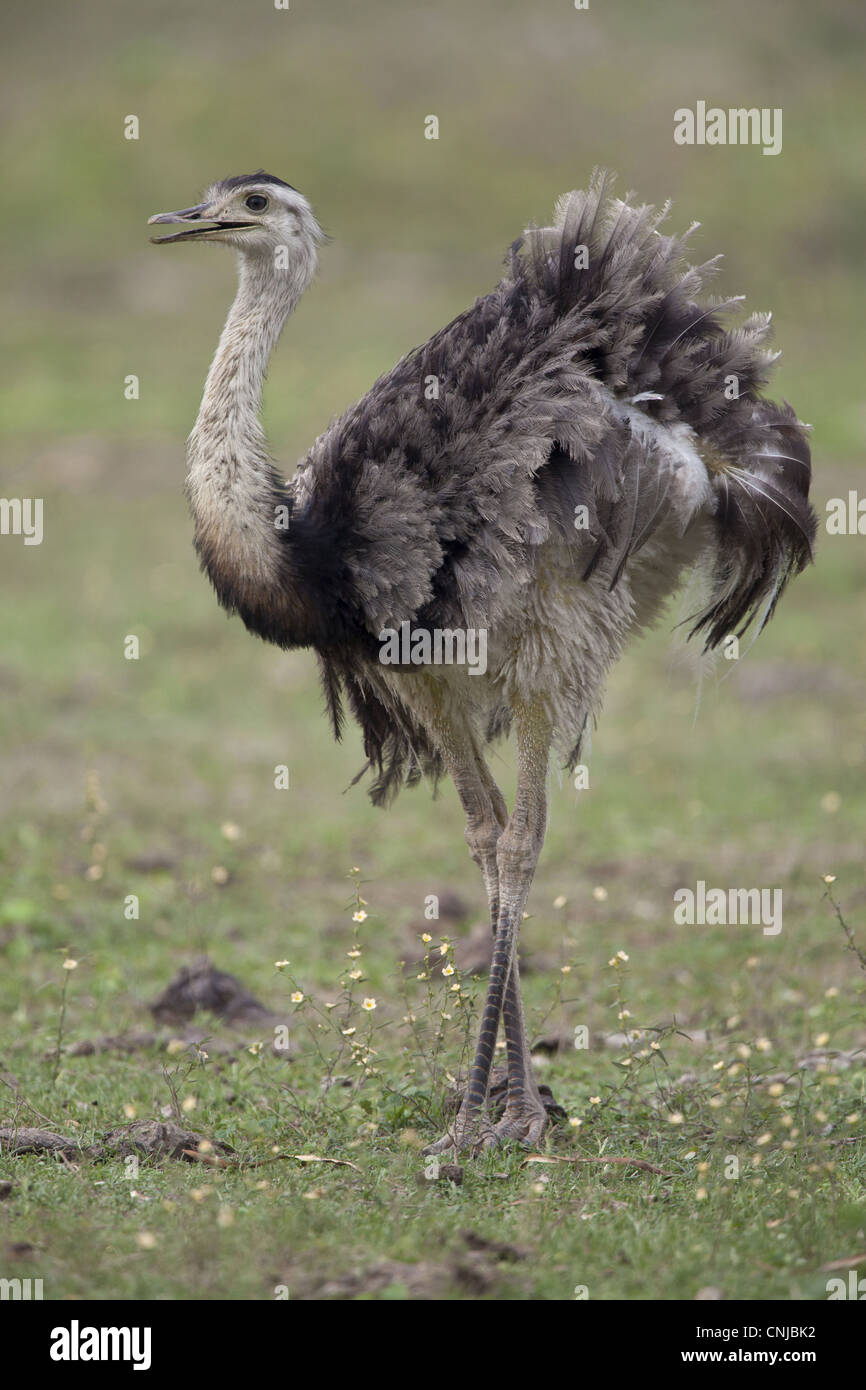 Greater Rhea (Rhea americana) adult, standing in savannah, Pantanal ...
