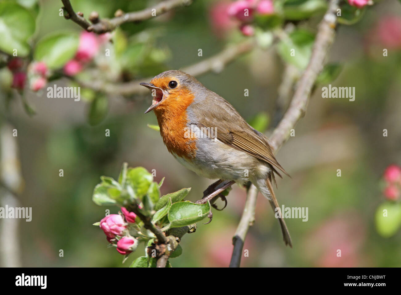 Singing robin britain spring hi-res stock photography and images - Alamy