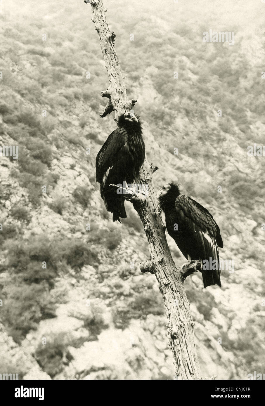 California condor tree hi-res stock photography and images - Alamy