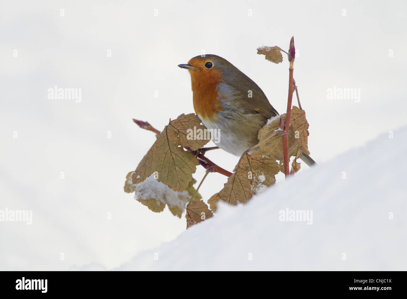Scottish robin hi-res stock photography and images - Alamy
