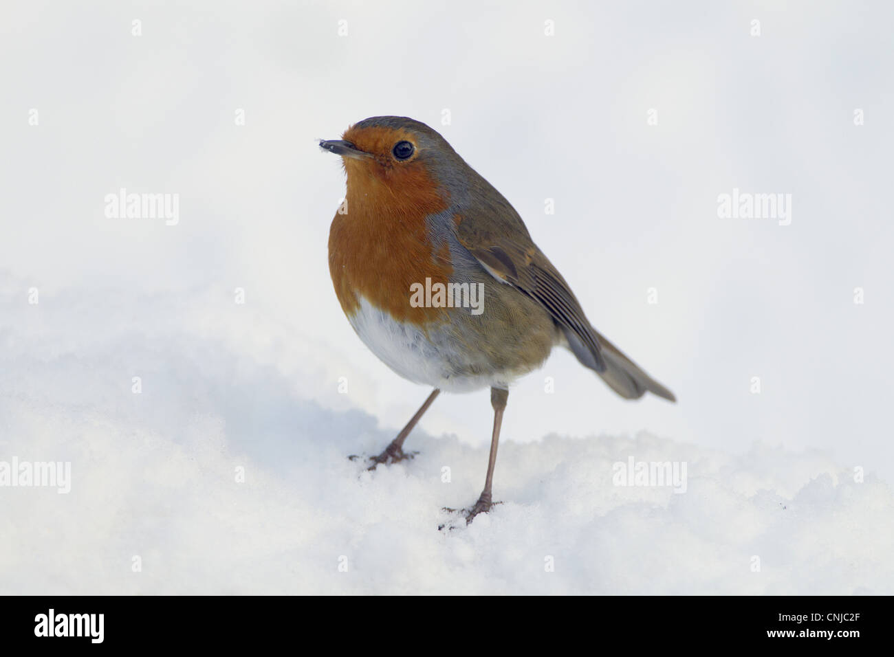 European Robin (Erithacus rubecula) adult, standing on snow in garden ...