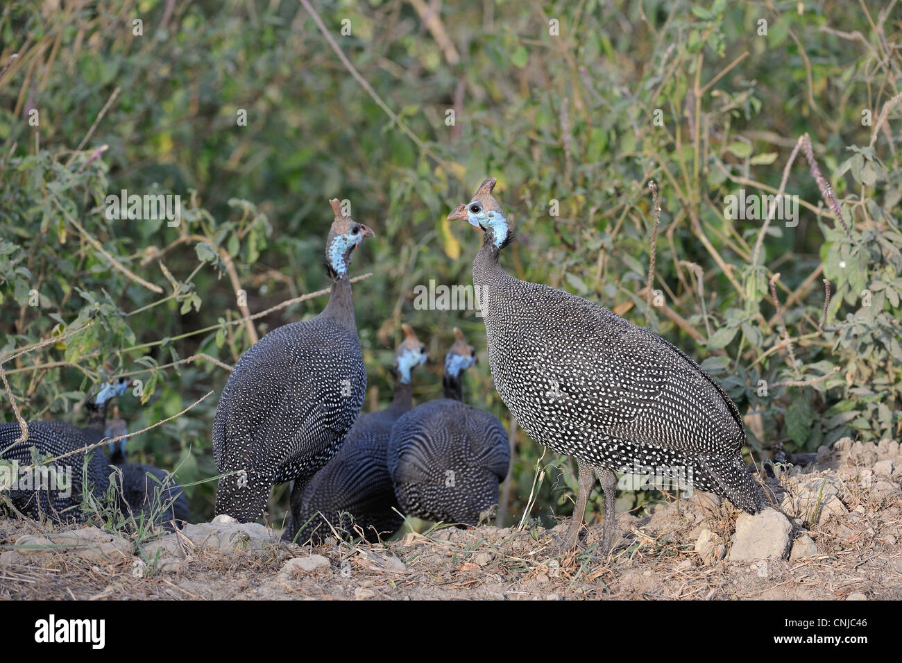 Helmeted guinea fowl flock hi-res stock photography and images - Alamy