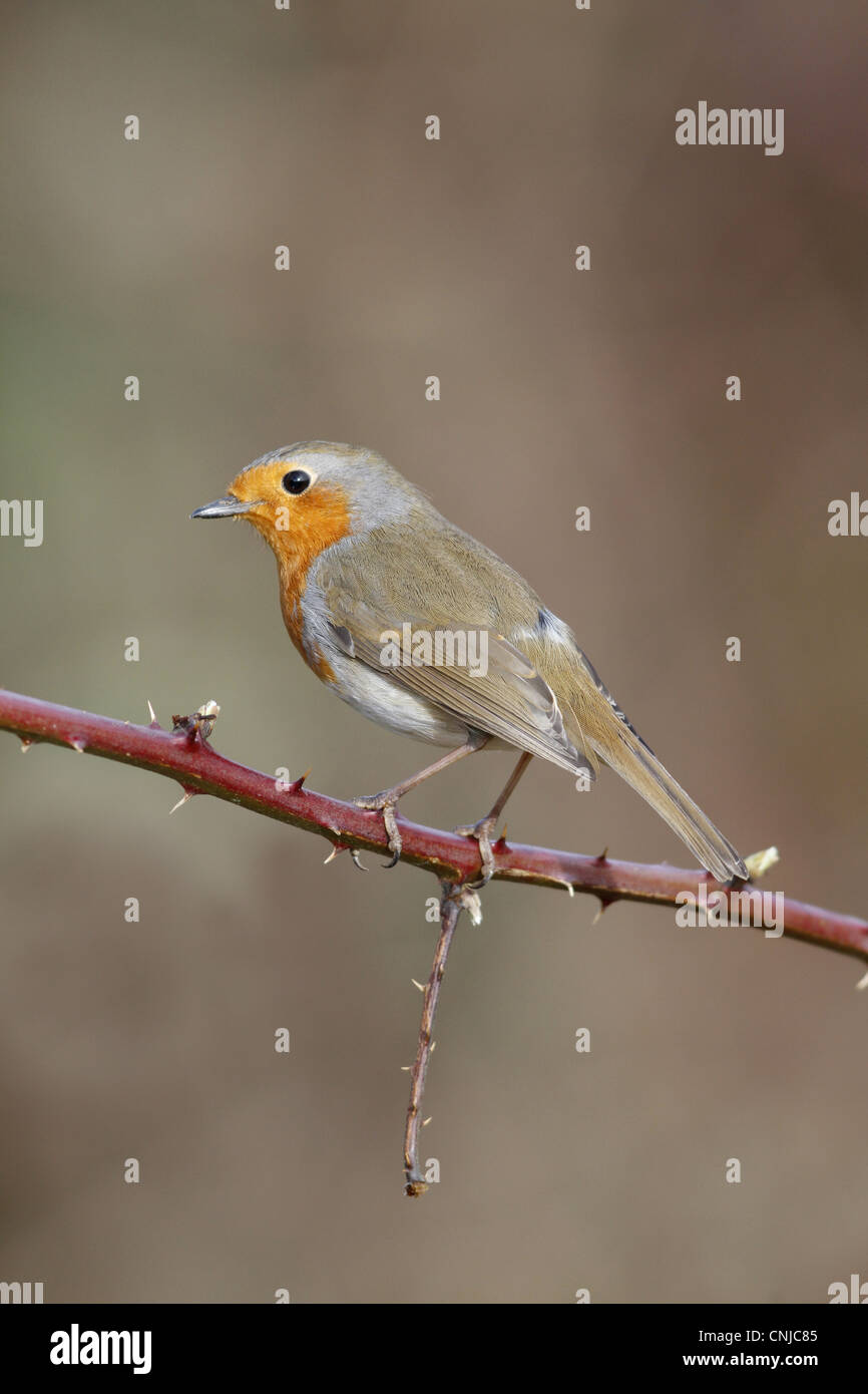 Brambles stems hi-res stock photography and images - Alamy