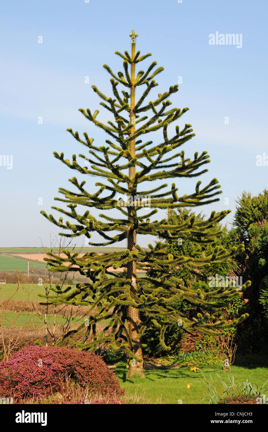 Monkey puzzle tree hi-res stock photography and images - Alamy