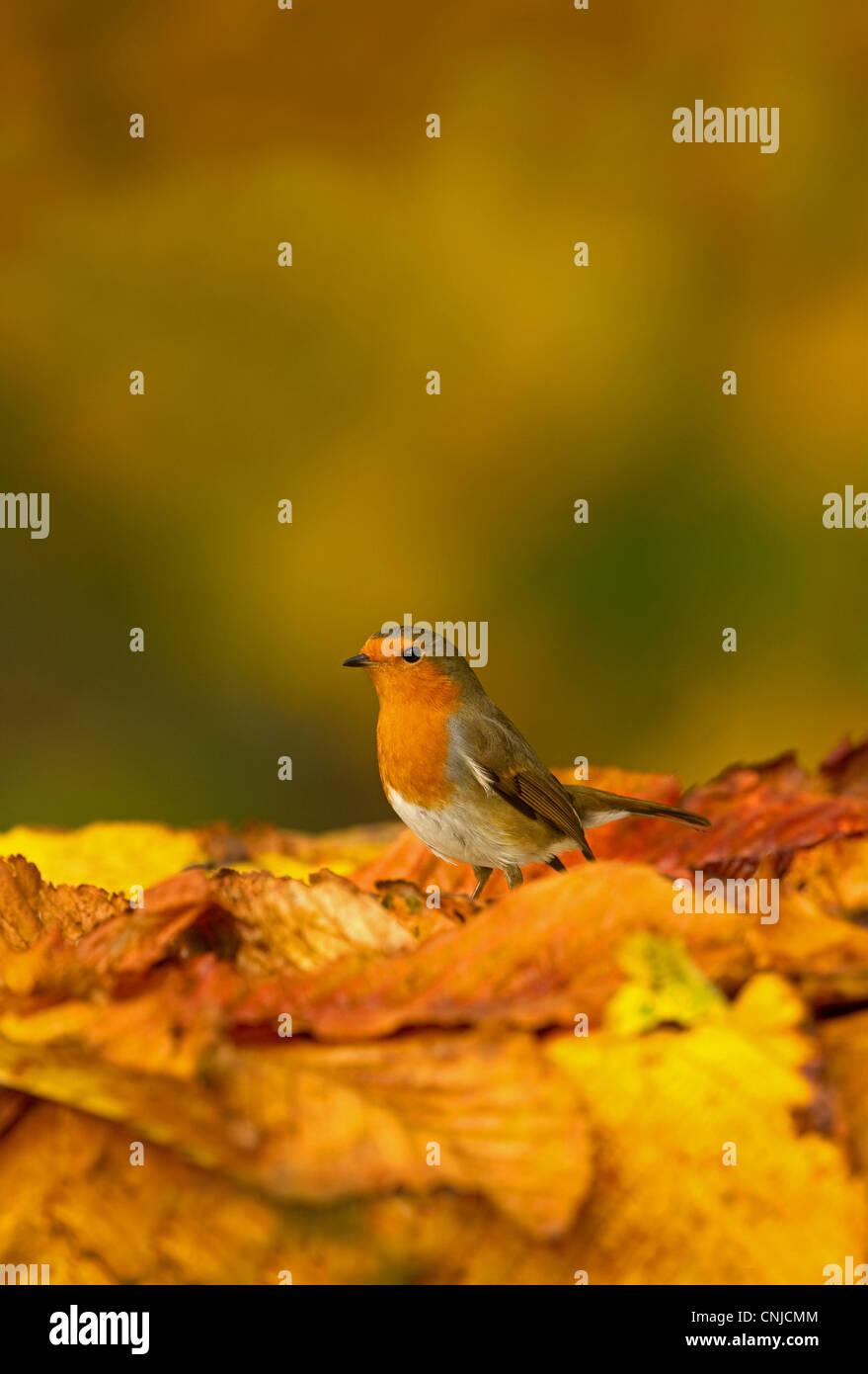 Autumn robins hi-res stock photography and images - Alamy
