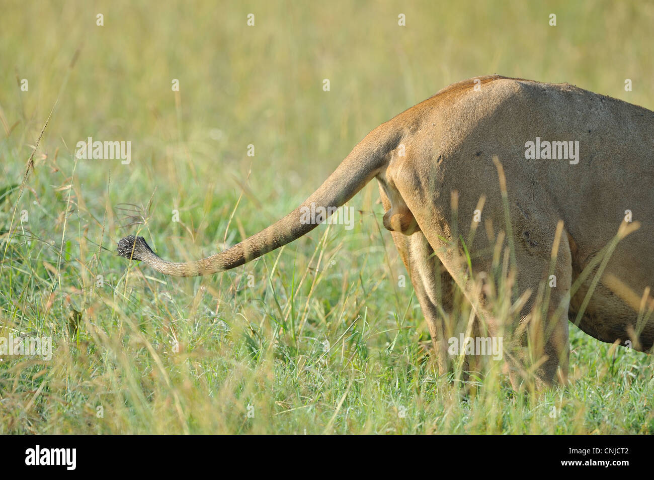 East African lion - Massai lion (Panthera leo nubica) hindquarters of a ...