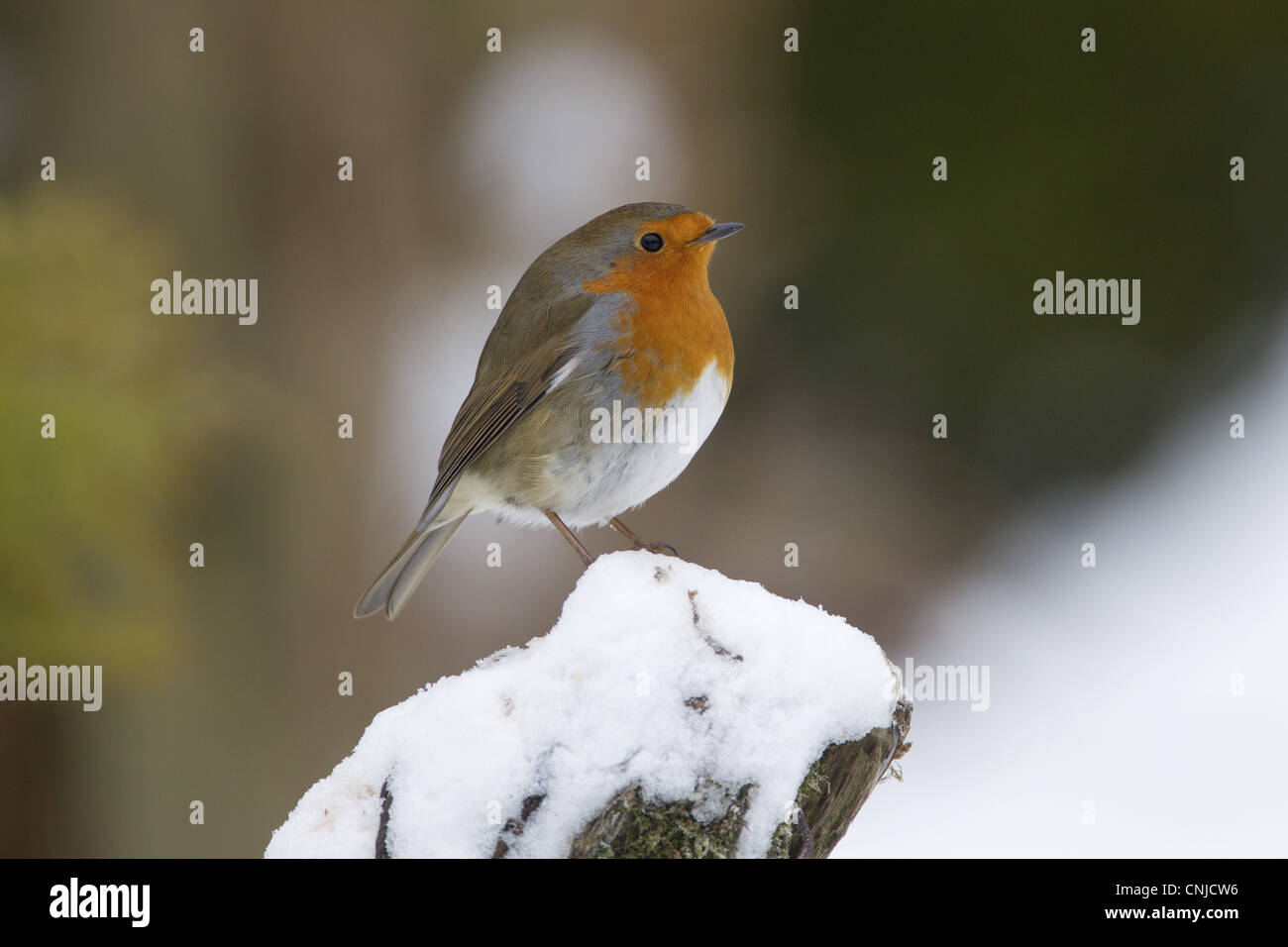 Scottish borders scotland garden bird hi-res stock photography and ...