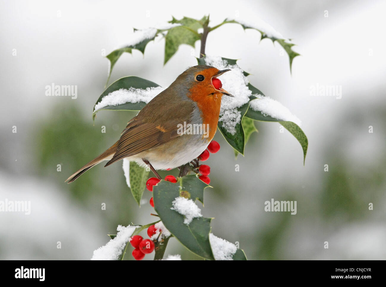 Robins holly hi-res stock photography and images - Alamy