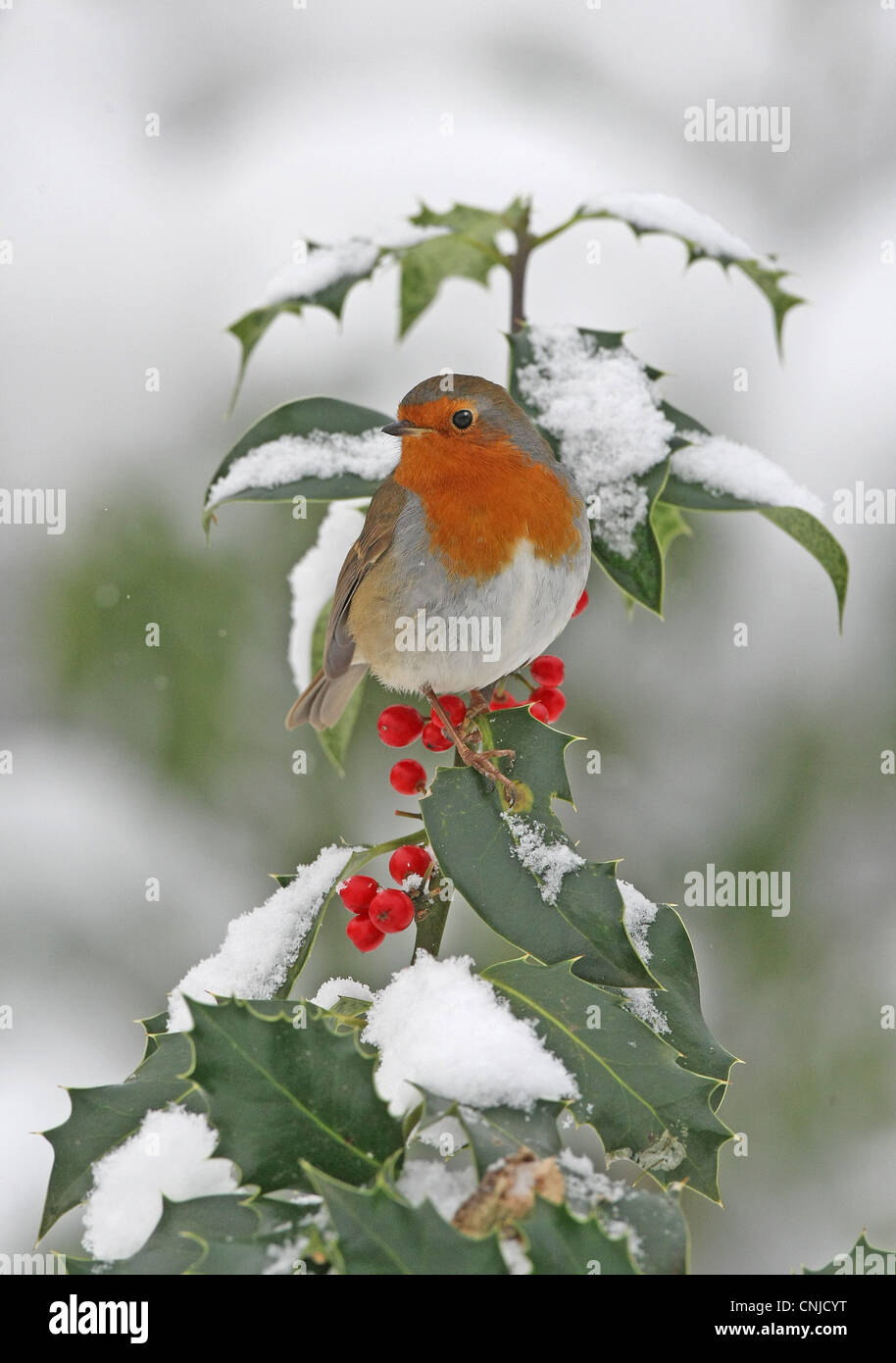 Robin with holly hi-res stock photography and images - Alamy