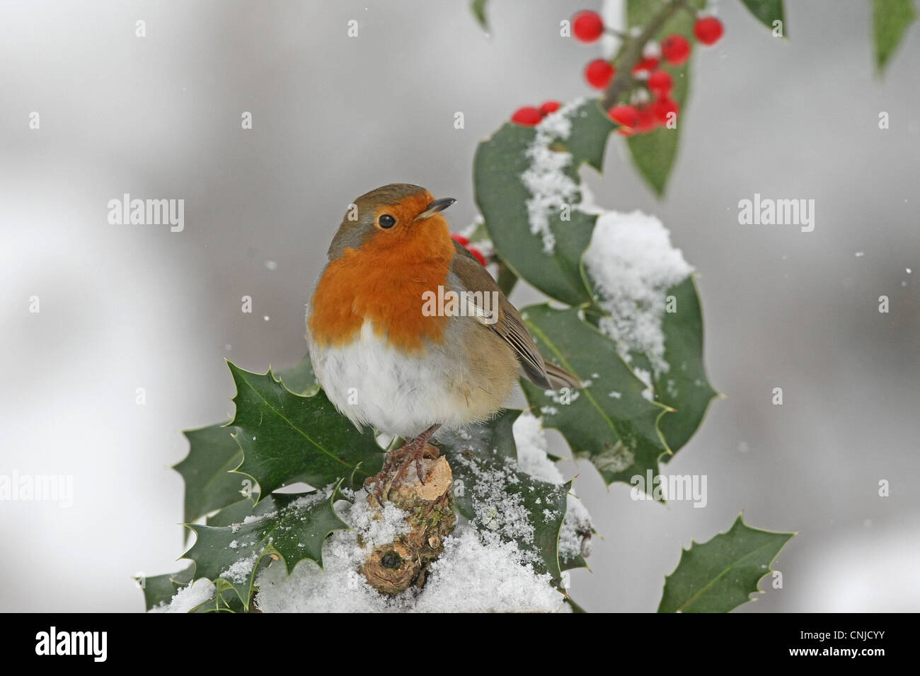 Robin with holly hi-res stock photography and images - Alamy