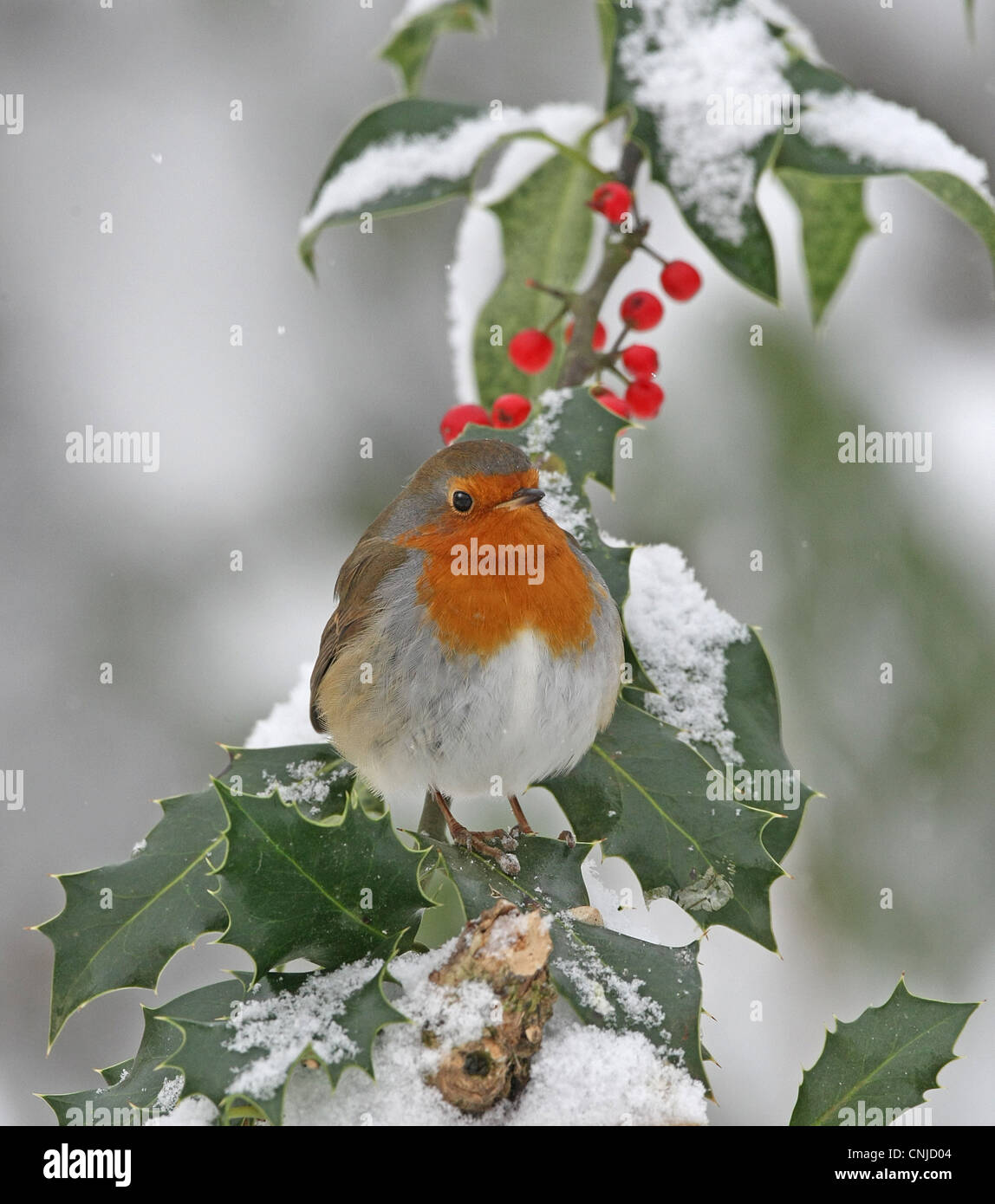 Holly bushes snow hi-res stock photography and images - Alamy