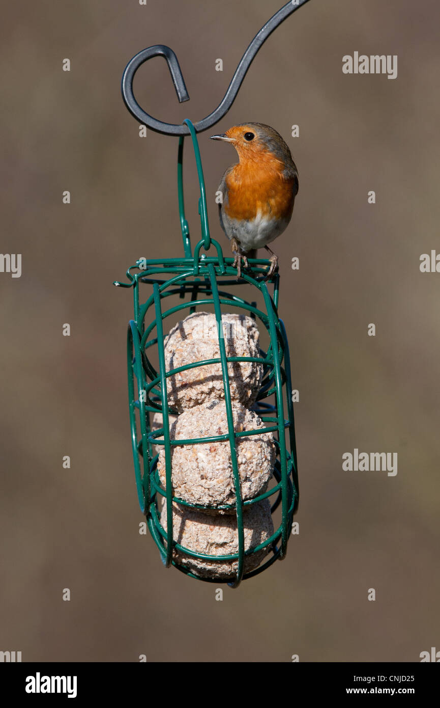 Fat ball robin hi-res stock photography and images - Alamy