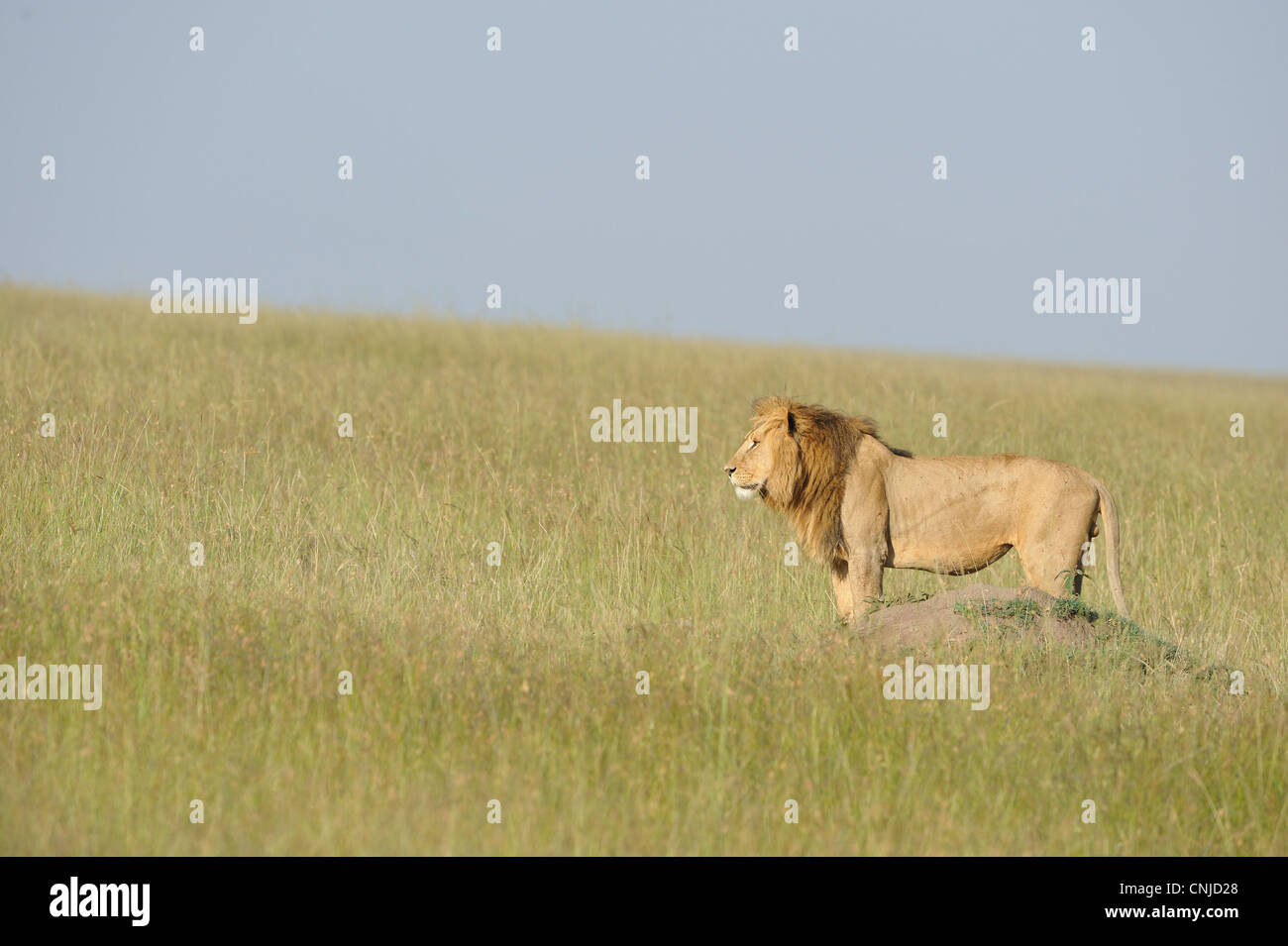East African lion - Massai lion (Panthera leo nubica) male standing in ...