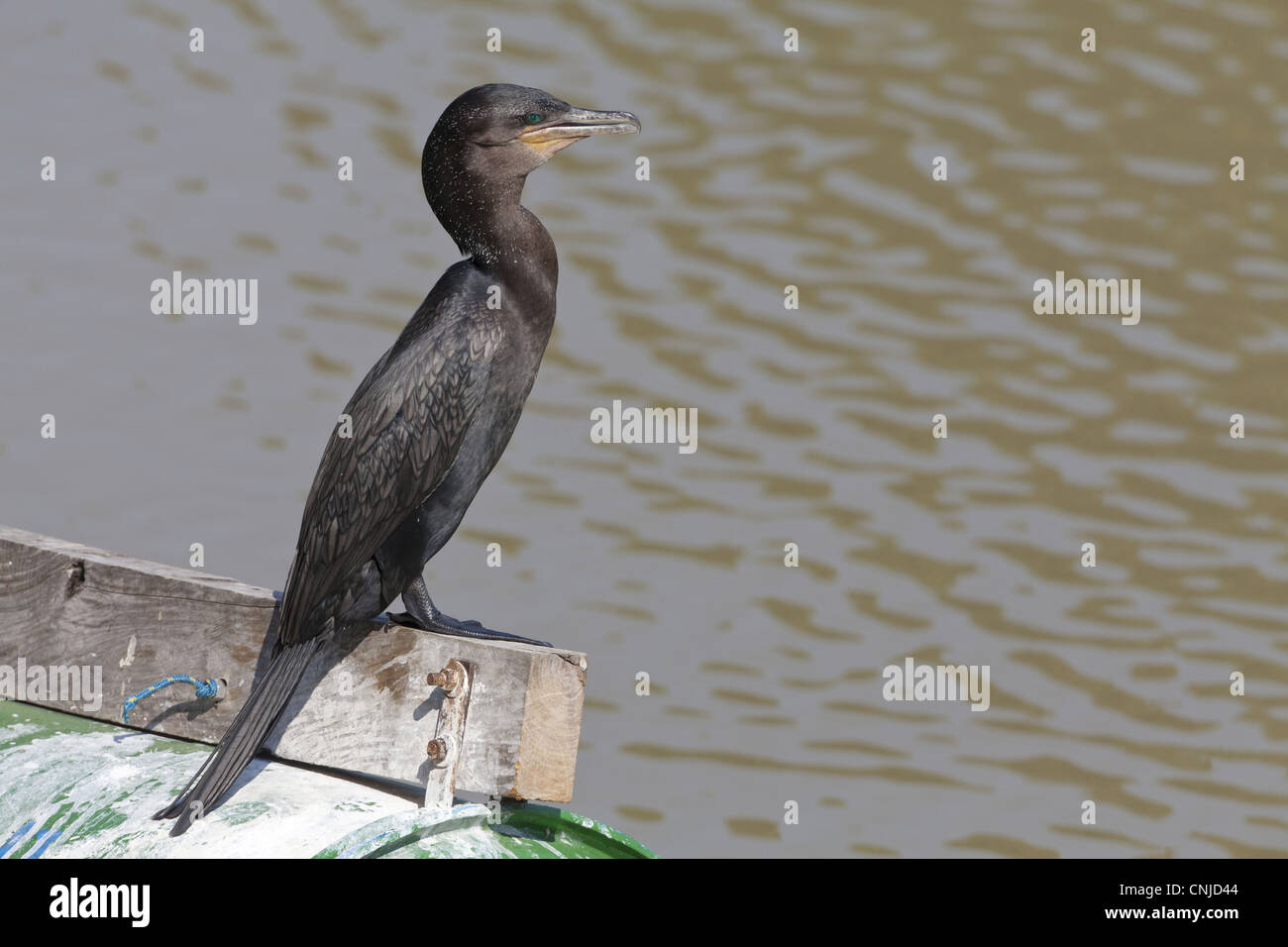 Olivaceous Cormorant (Phalacrocorax olivaceus) adult, standing on beam ...