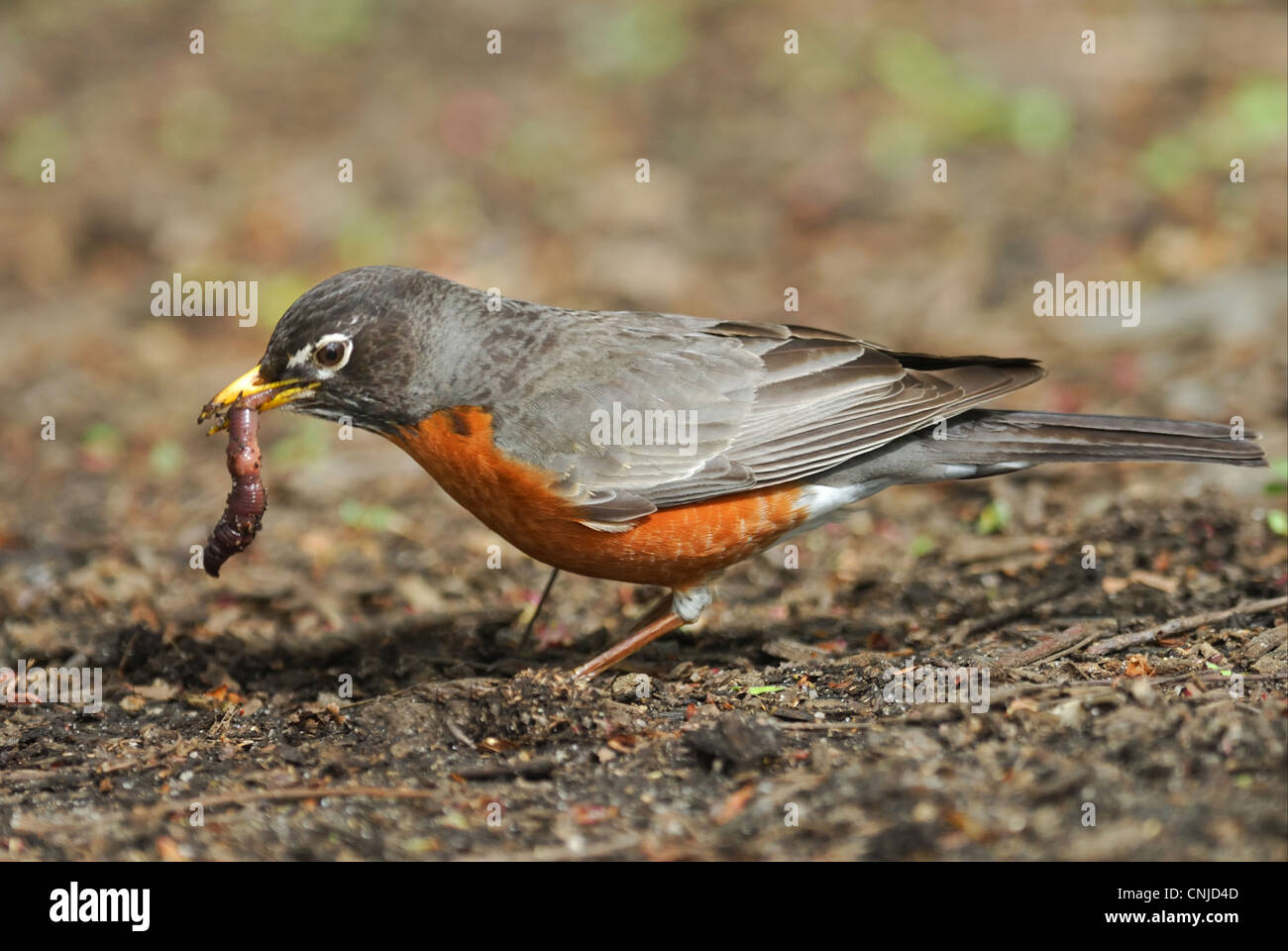 Robin eating earthworm hi-res stock photography and images - Alamy