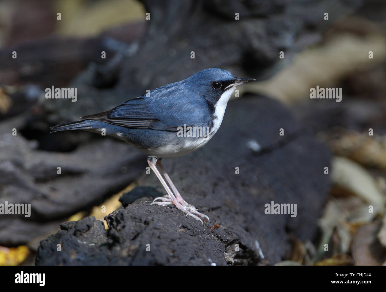 Siberian Blue Robin (Luscinia cyane) adult male, standing on log, Kaeng ...