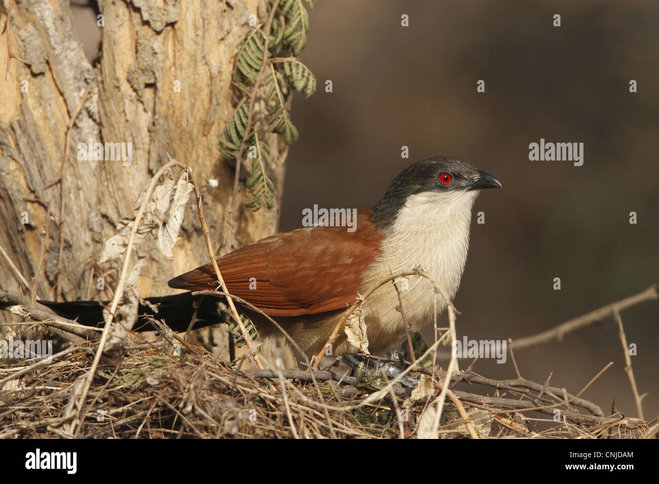 Centropus senegalensis hi-res stock photography and images - Alamy