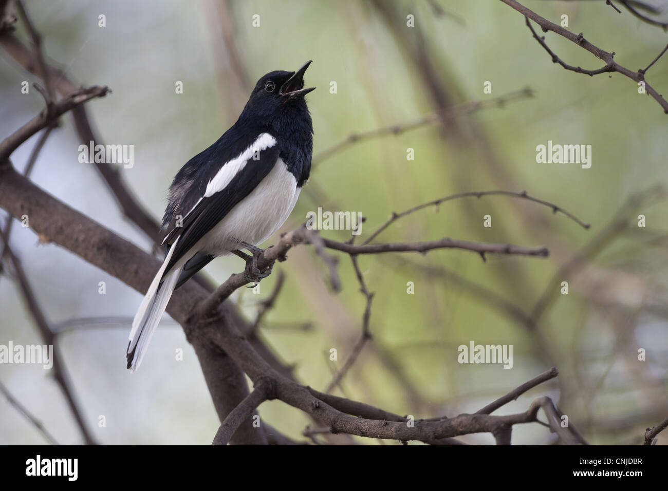 Singing male indian robin hi-res stock photography and images - Alamy