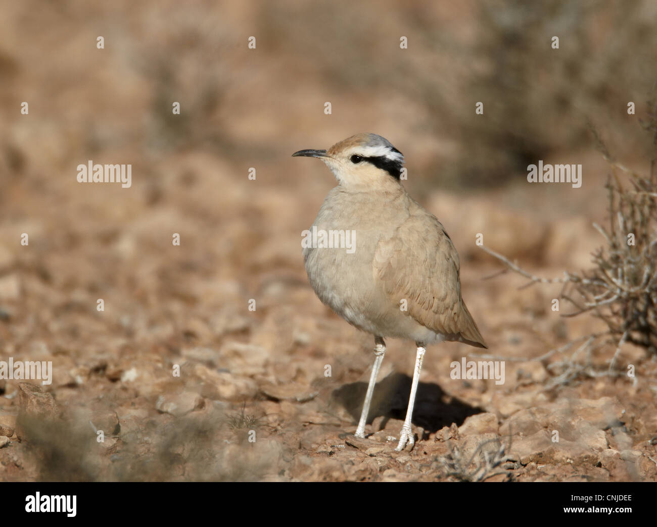 Cream coloured courser cursorius cursor cursor adult hi-res stock ...