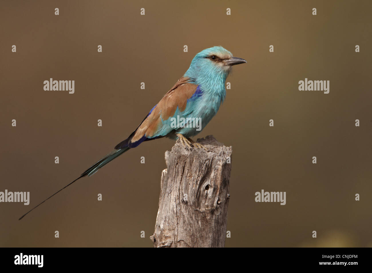 Senegal roller hi-res stock photography and images - Alamy