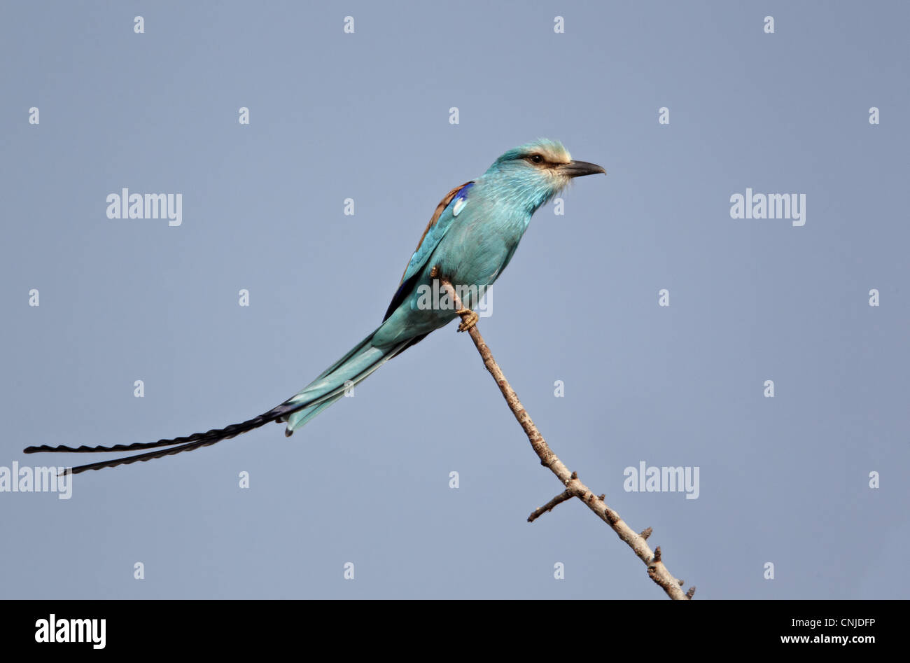 Senegal rollers hi-res stock photography and images - Alamy