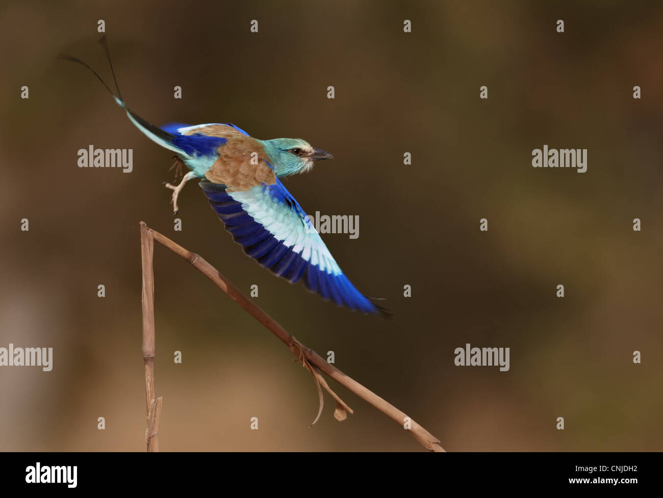 Abyssinian Roller (Coracias abyssinica) adult, in flight, taking off ...